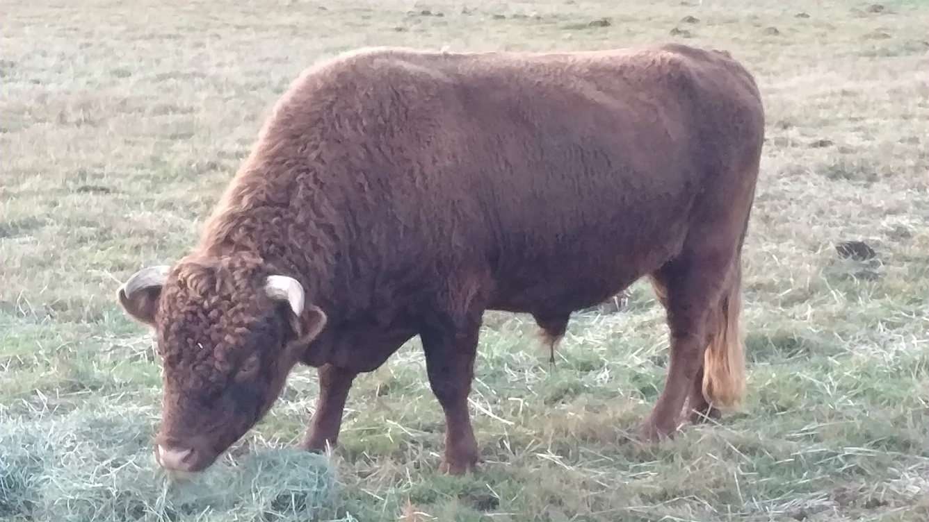 cattle management – Red Alpha Farms