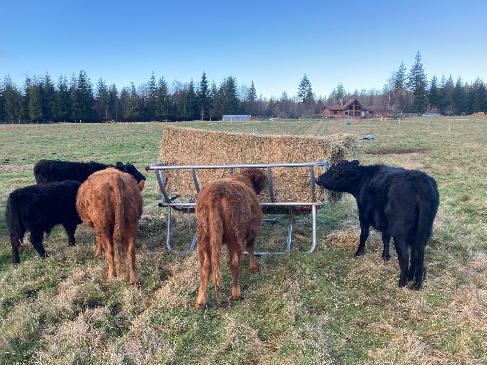 Feeding large square bales… – Red Alpha Farms